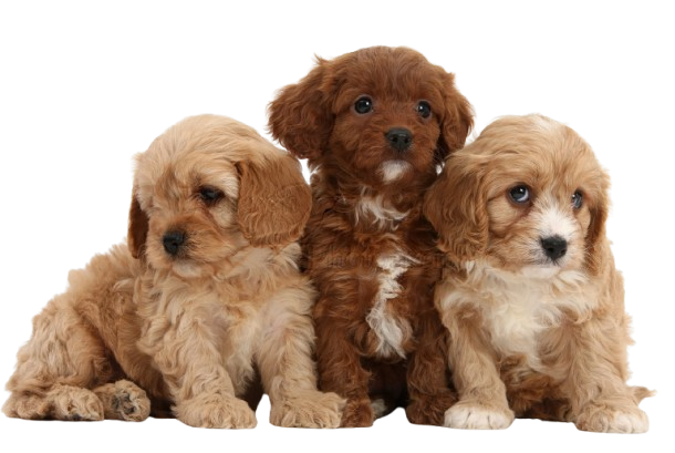 Cavapoo Puppies for Sale Near Me, Steady Cavapoo Cutie