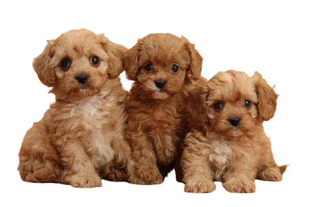 Cavapoo Puppies for Sale Near Me, Steady Cavapoo Cutie