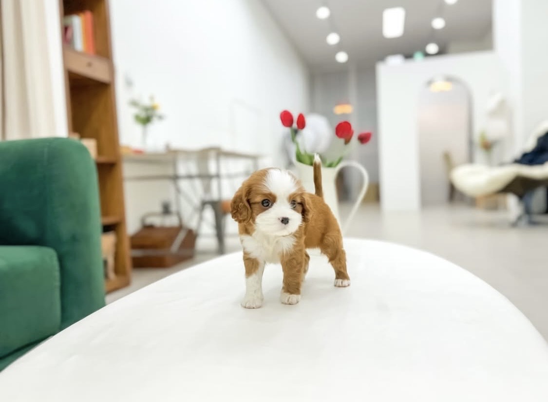 Bumble Bee - Steady Cavapoo Cuties