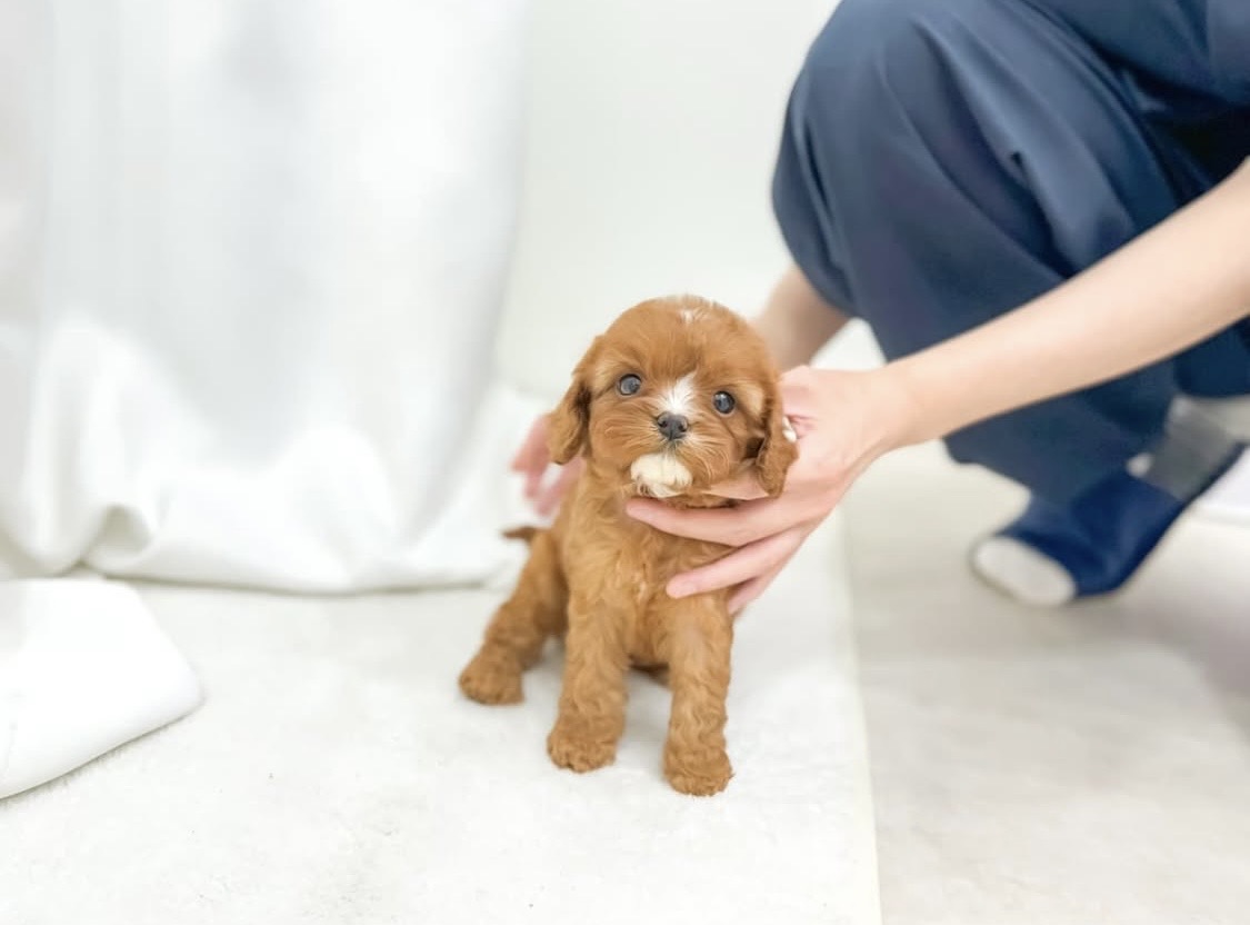Ivy - Steady Cavapoo Cuties