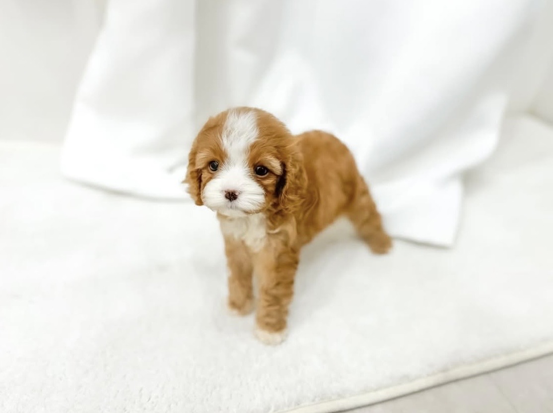Poppy - Steady Cavapoo Cuties