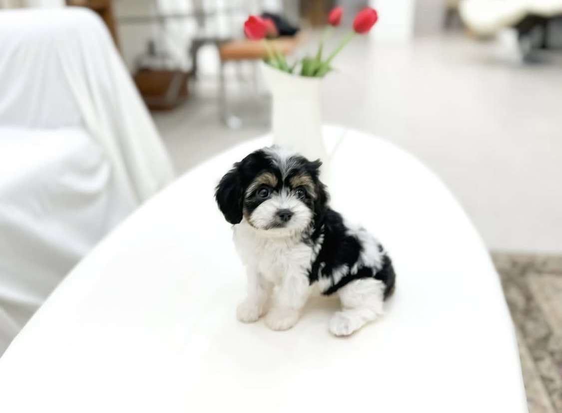 Puddles - Steady Cavapoo Cuties