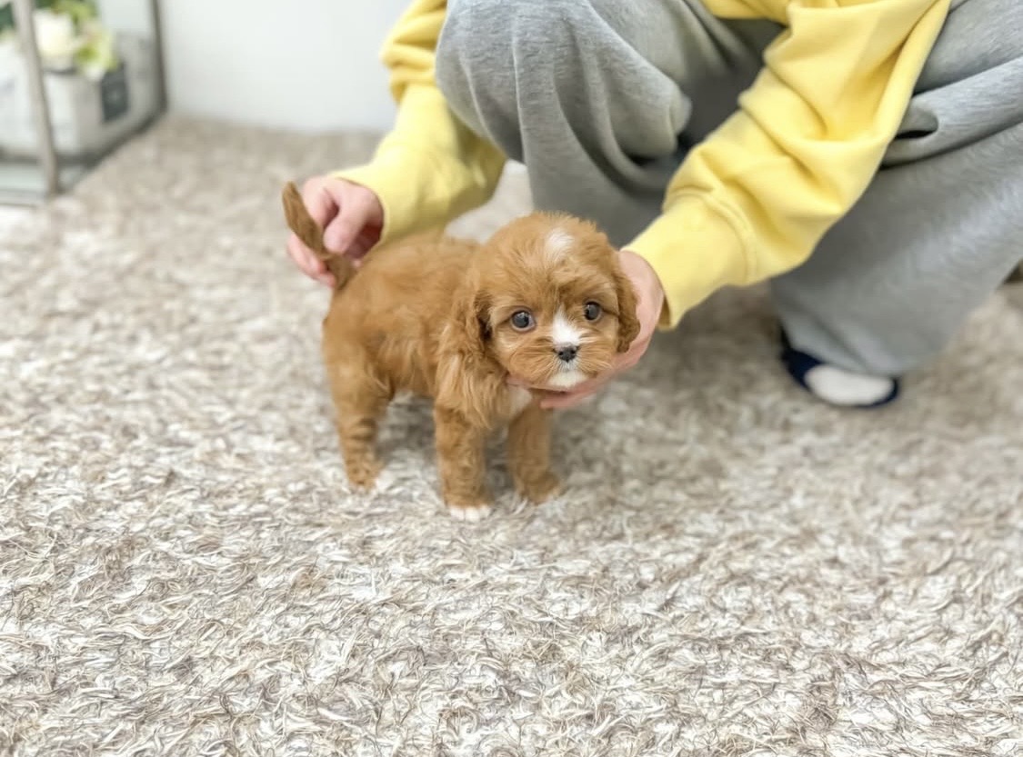 Rainbow - Steady Cavapoo Cuties