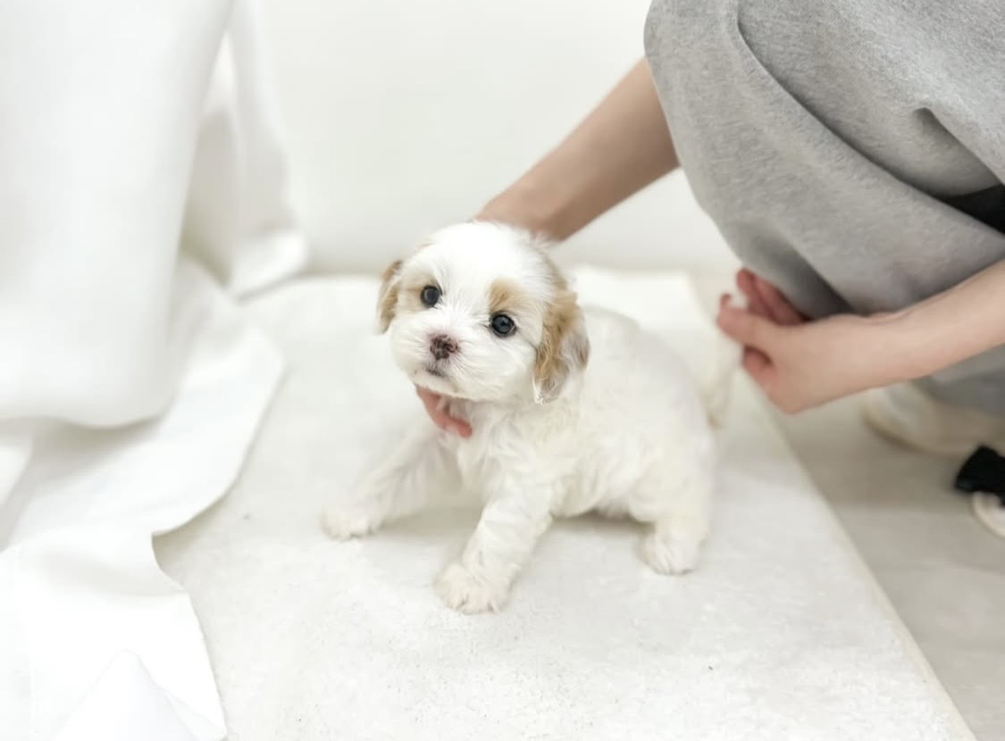 Roots - Steady Cavapoo Cuties
