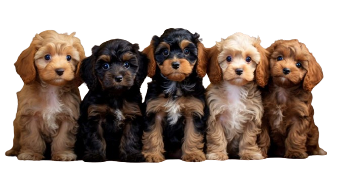 Cavapoo Puppies for Sale Near Me, Steady Cavapoo Cutie