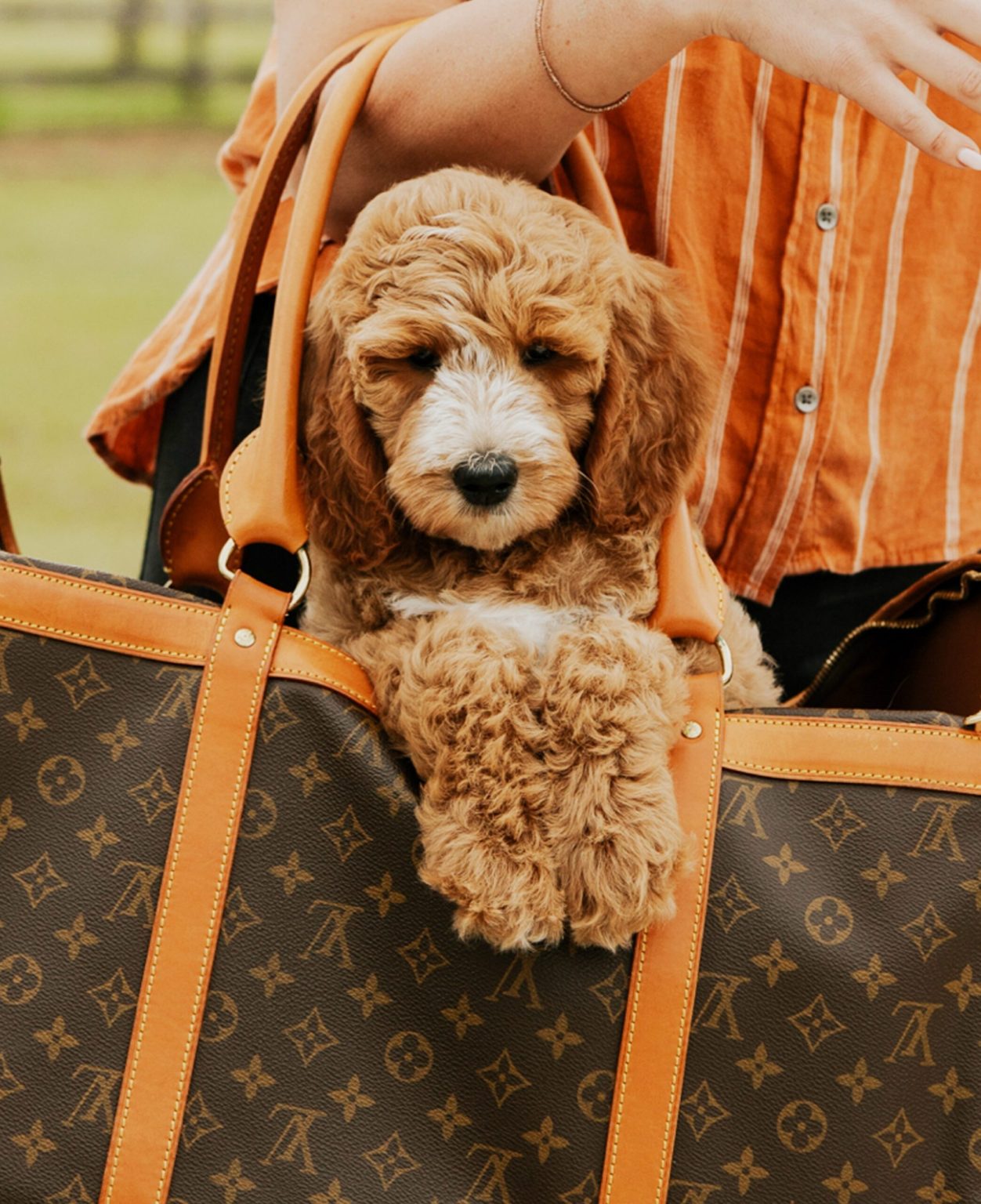 Cavapoo Puppies for Sale Near Me, Steady Cavapoo Cutie