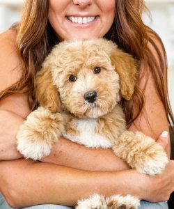 Cavapoo Puppies for Sale Near Me, Steady Cavapoo Cutie
